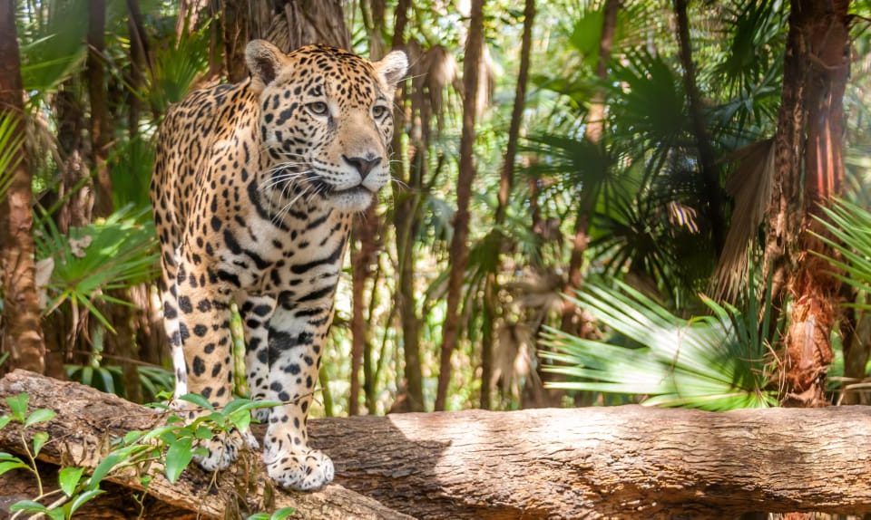 Costa Rica Wildest Face - Sukia Travel